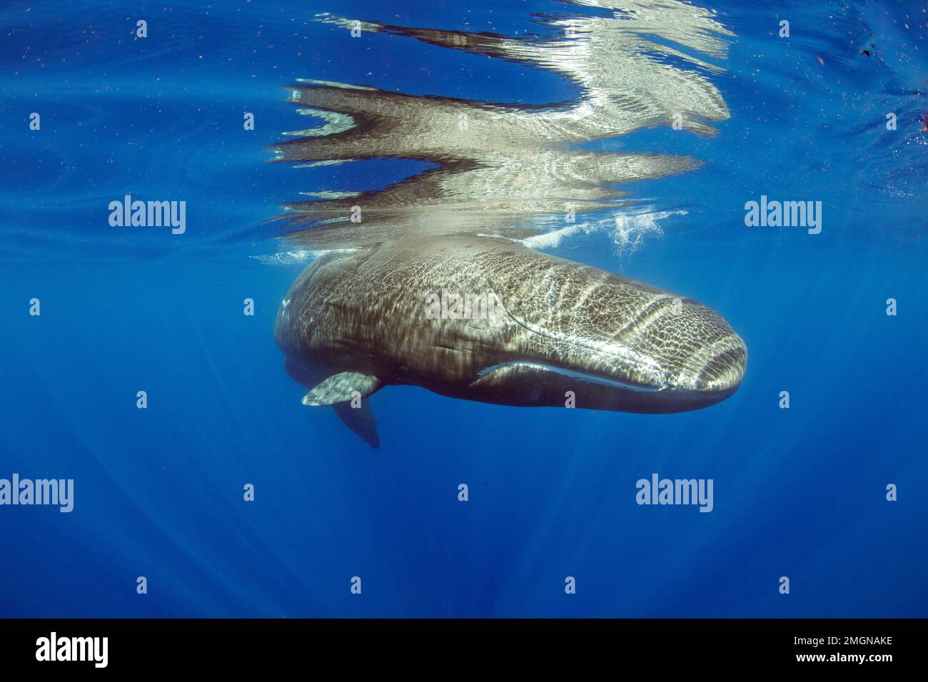 Sperm whale, (Physeter macrocephalus) reflecting on the surface. Vulnerable (IUCN). The sperm ...