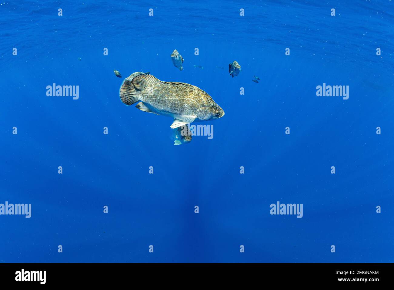 Tripletail (Lobotes surinamensis) pelagic fish associated with drifting ...