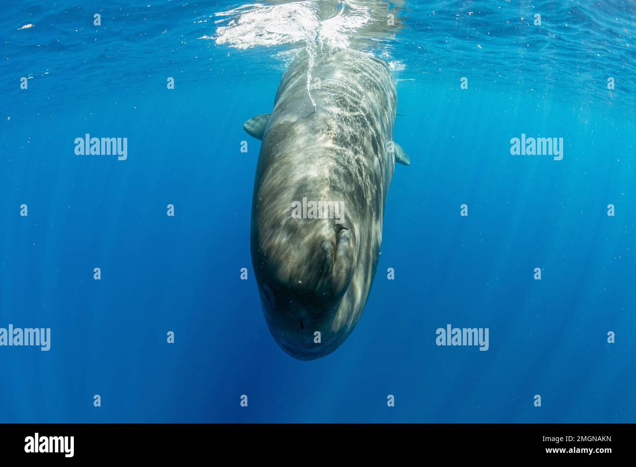 The sperm whale's distinctive shape comes from its very large, block ...