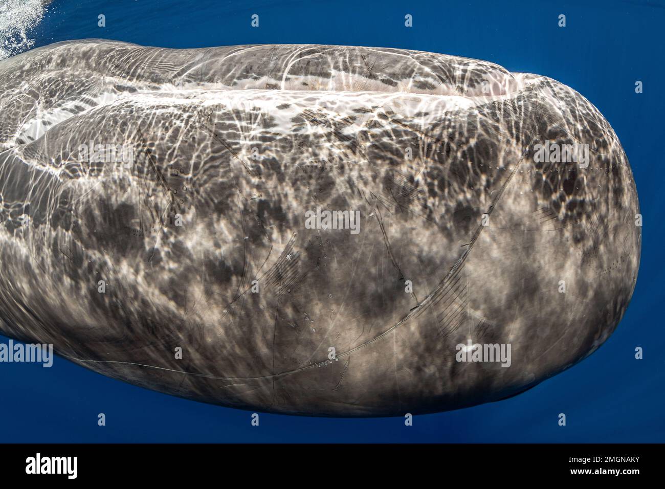 Close up of Sperm whale, (Physeter macrocephalus) swimming upside down. Vulnerable (IUCN). The ...