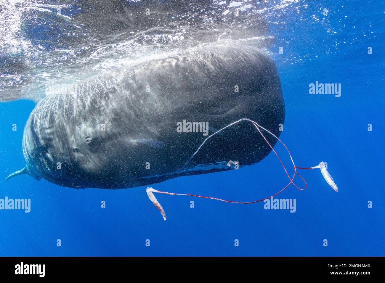 Two long tentacles from giant squid, used to grab prey hang from the ...