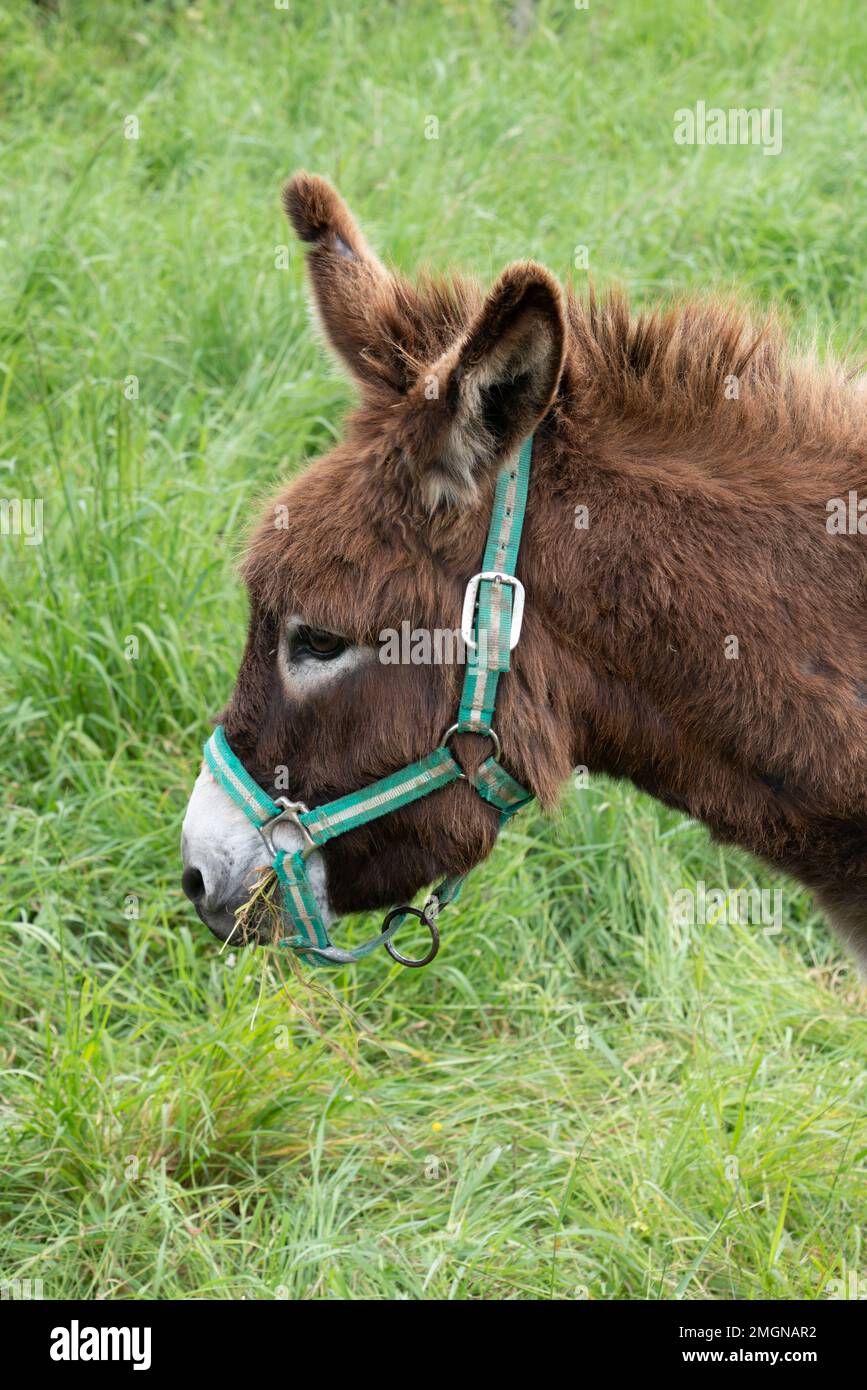 portrait Donkey in a Field in sunny day Stock Photo - Alamy