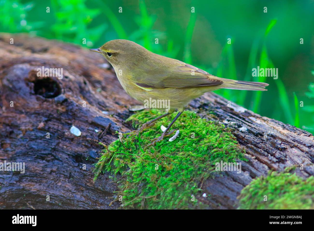 Siberian Chiffchaff (Phylloscopus collybita) on a lying trunk, Isere, France Stock Photo - Alamy