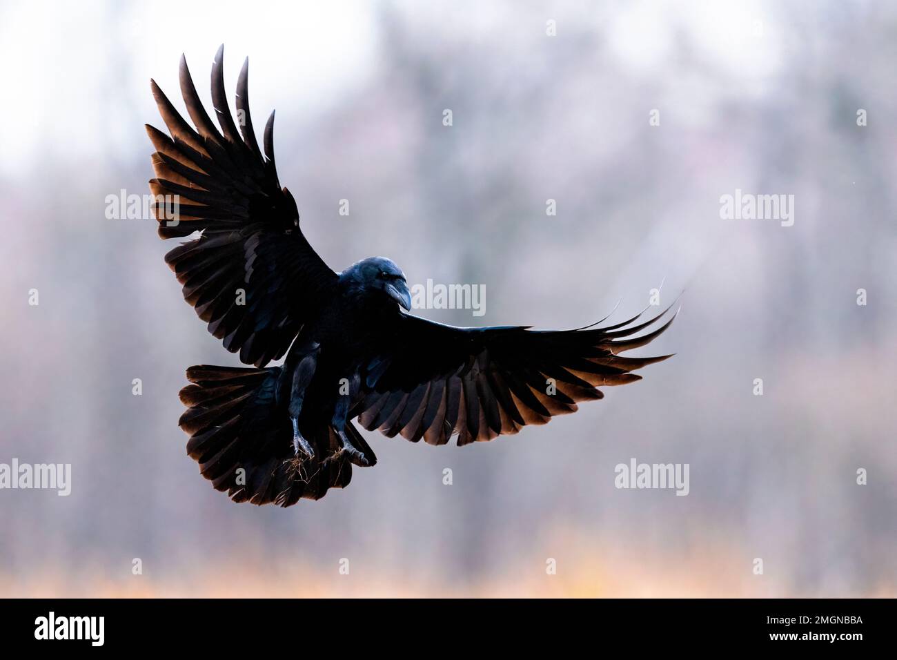 Common raven in full flight hi-res stock photography and images - Alamy