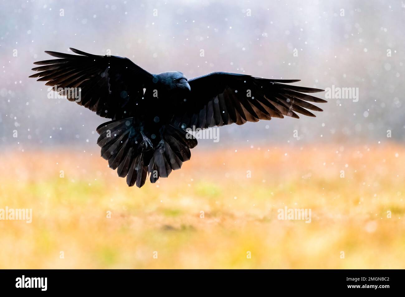 Common raven in full flight hi-res stock photography and images - Alamy
