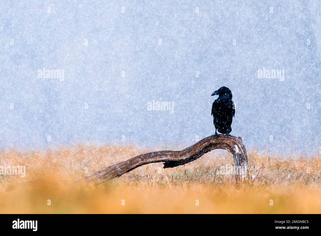 Raven (Corvus corax) standing on a branch and snow is falling. Slovenie ...