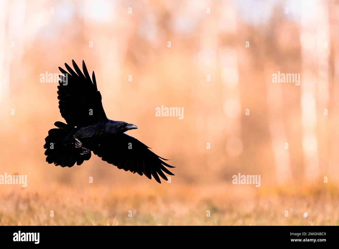 Common raven in full flight hi-res stock photography and images - Alamy