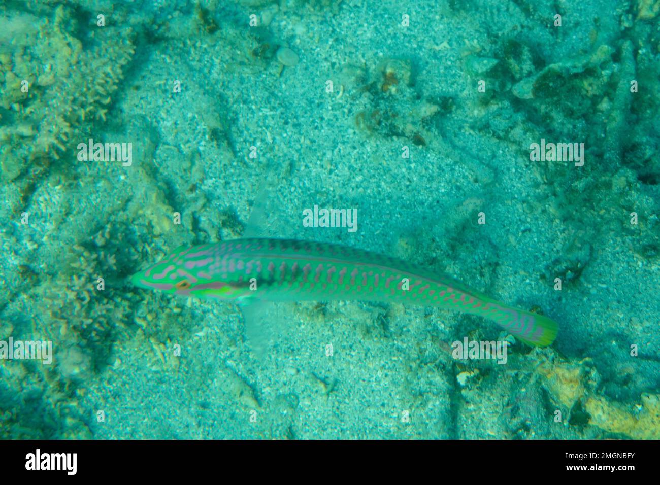 Coral Reef and Tropical Fish underwater world landscape Stock Photo - Alamy