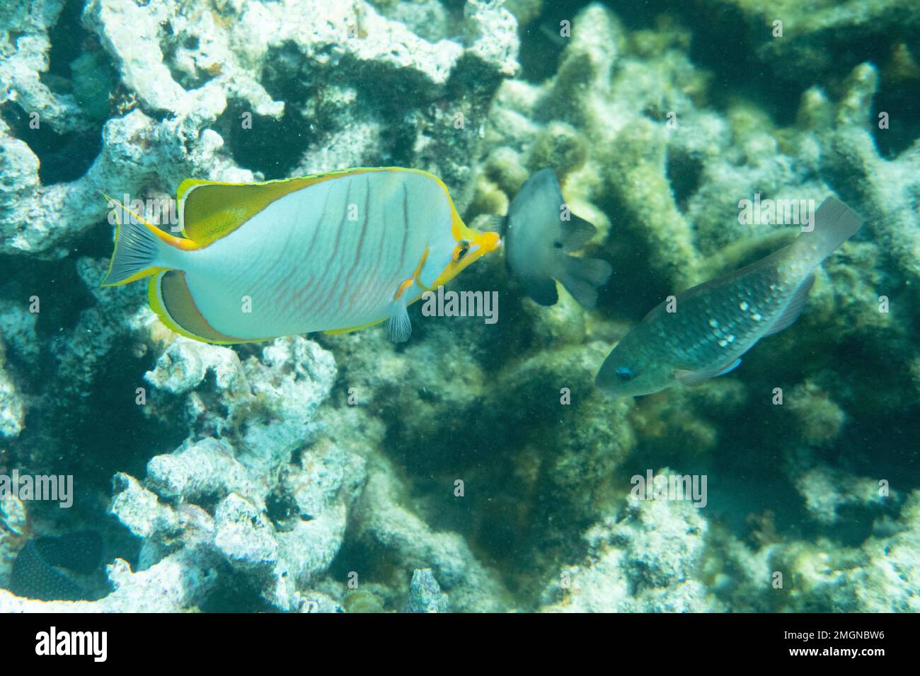 Underwater coral tropical fish scene Stock Photo - Alamy