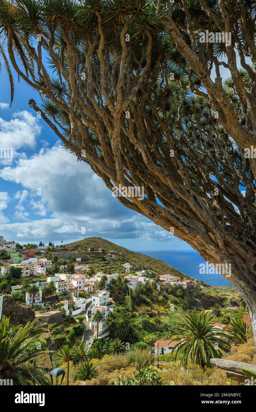 Multi-century old dragon tree (Dracaena draco) on the island of ...