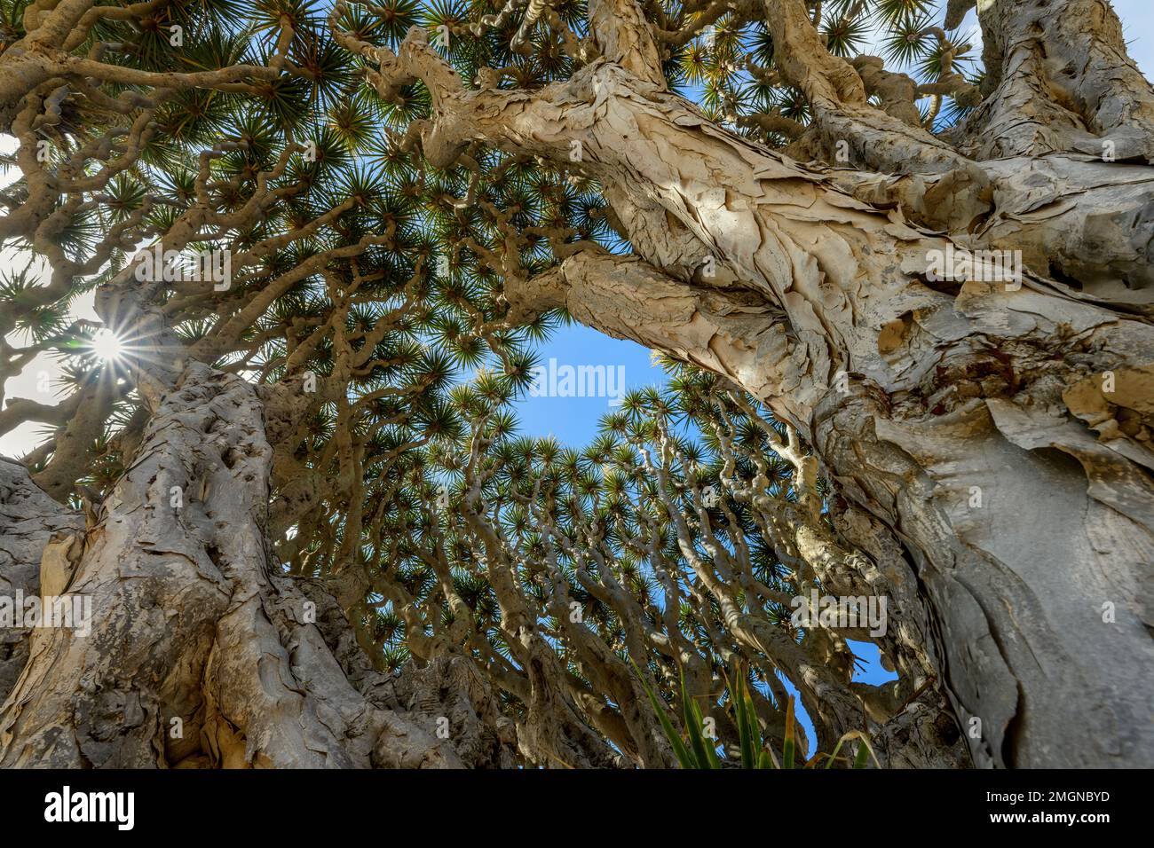 Multi-century old dragon tree (Dracaena draco) on the island of ...
