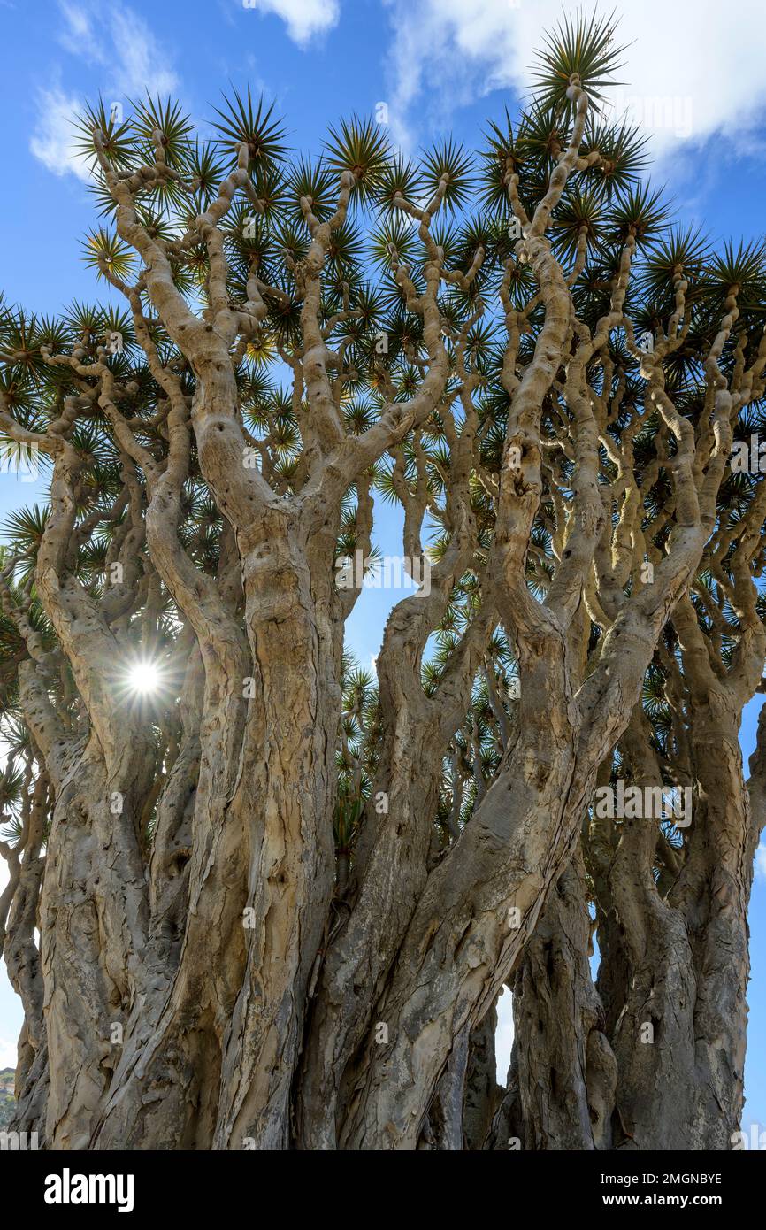 Multi-century old dragon tree (Dracaena draco) on the island of ...