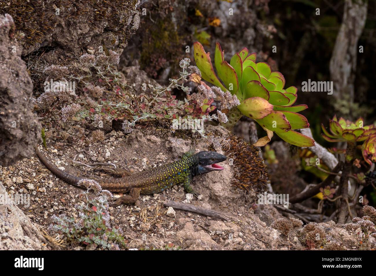 Canary Island lizard (Gallotia galloti) is a species of frugivorous ...
