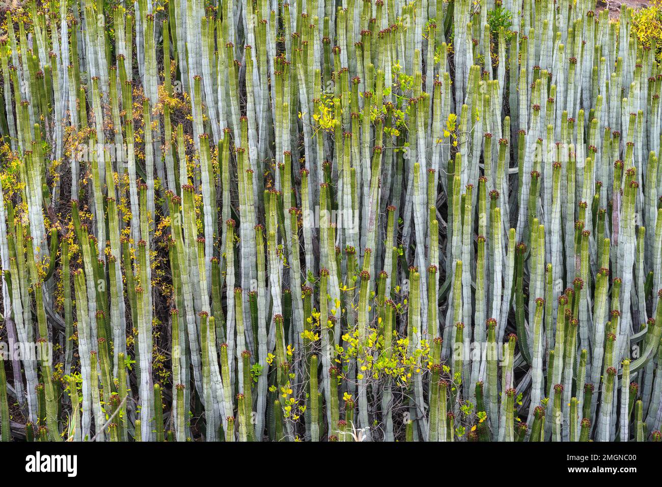 Canary island spurge (Euphorbia canariensis). Candelabra-shaped ...