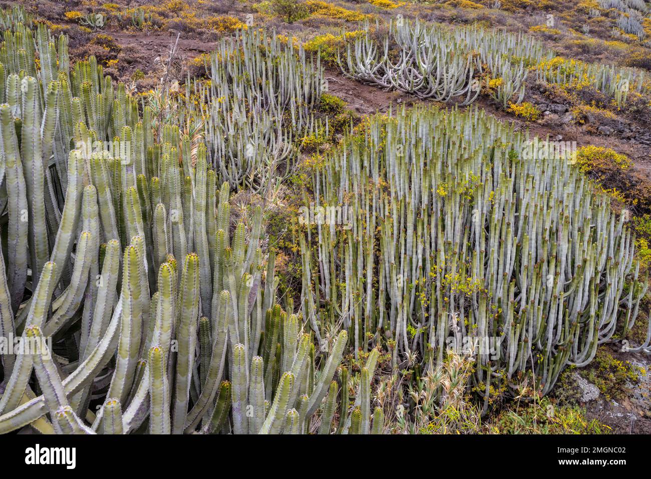 Canary island spurge (Euphorbia canariensis). Candelabra-shaped ...