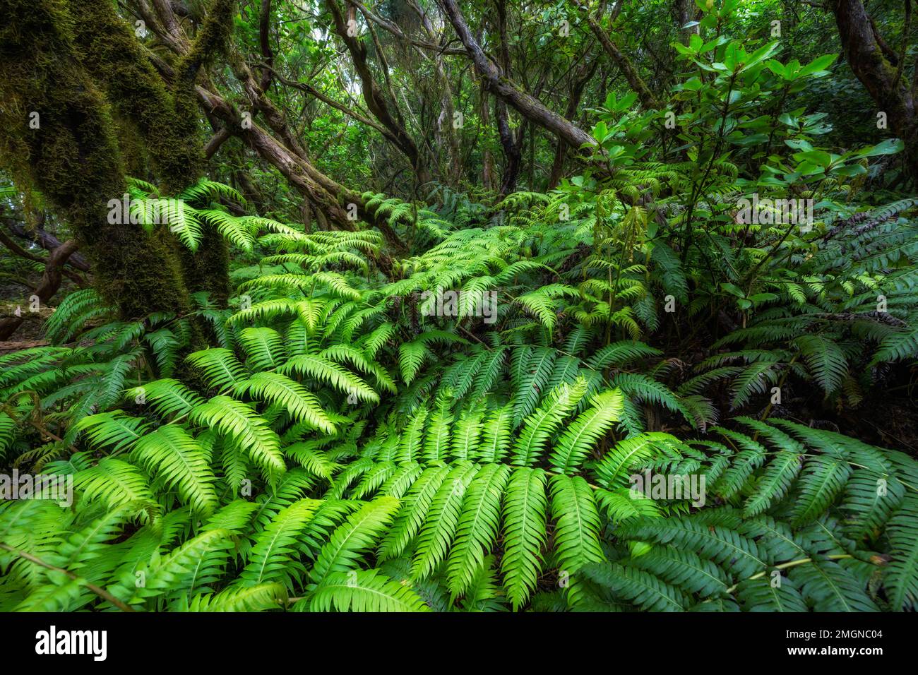 Laurisylve in the Anaga Massif, Tenerife, Pijara fern (Woodwardia ...