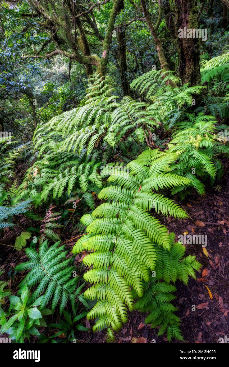 Laurisylve in the Anaga Massif, Tenerife, Pijara fern (Woodwardia ...