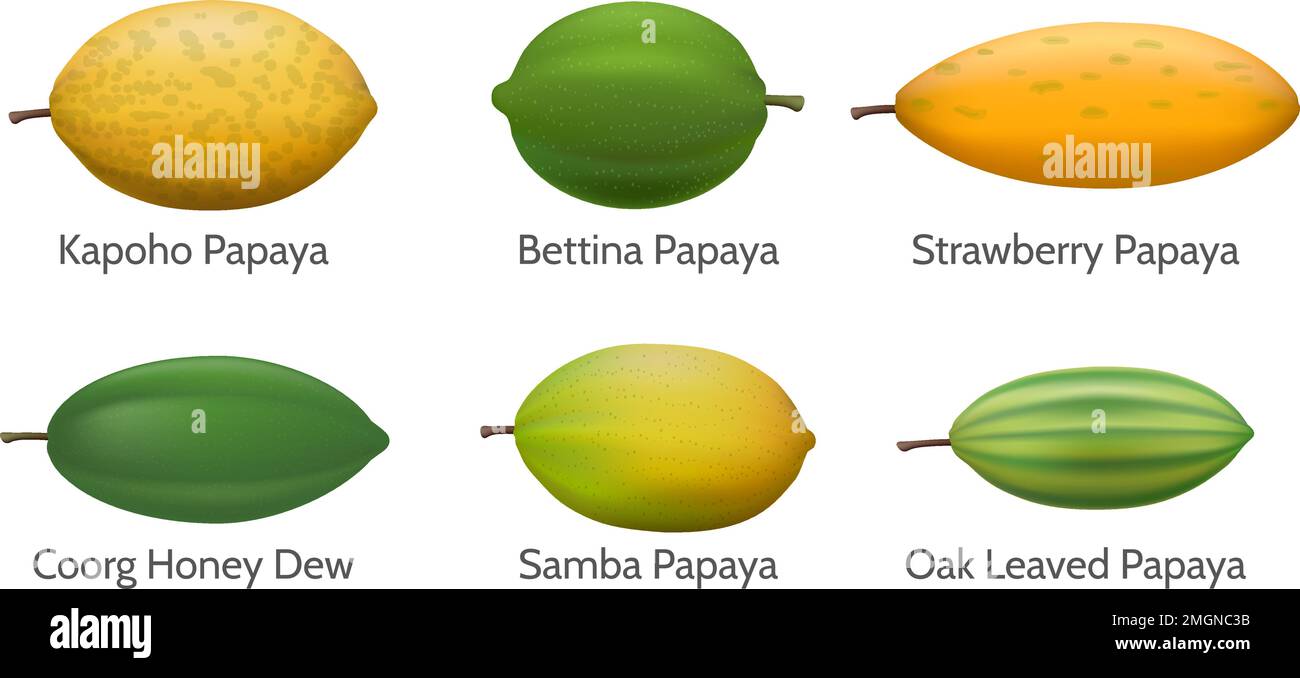 Papaya varieties illustration Stock Vector Image & Art - Alamy