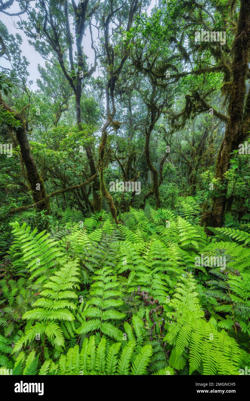 Laurisylve in the Anaga Massif, Tenerife, Pijara fern (Woodwardia ...
