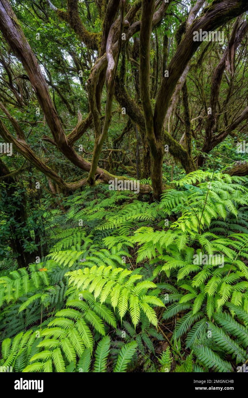 Laurisylve in the Anaga Massif, Tenerife, Pijara fern (Woodwardia ...