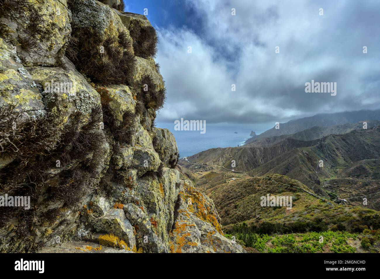 Orchilla lichen (Roccella canariensis) on a cliff in the Anaga ...
