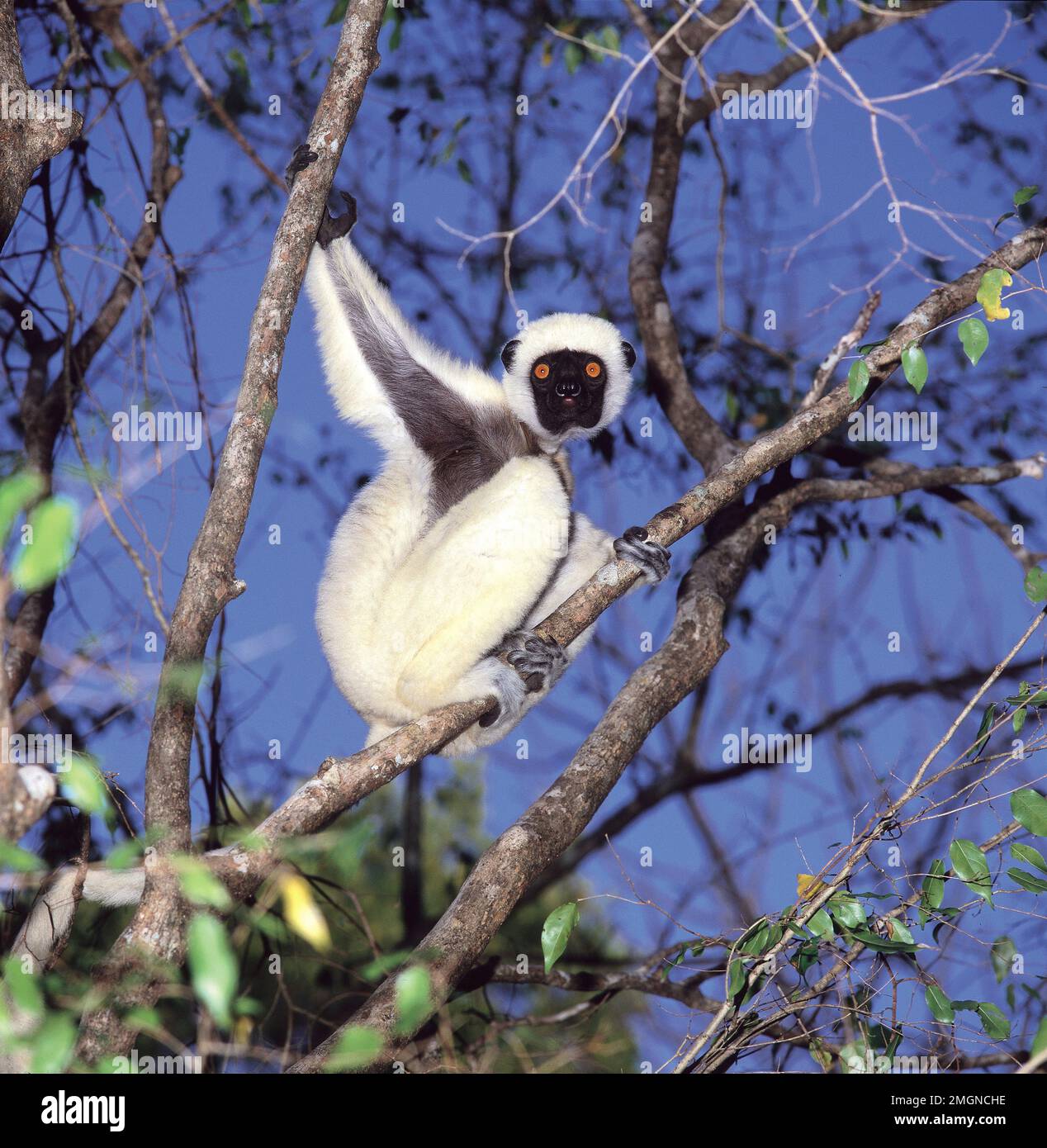 Decken's sifaka (Propithecus deckeni), National Park, West Madagascar ...