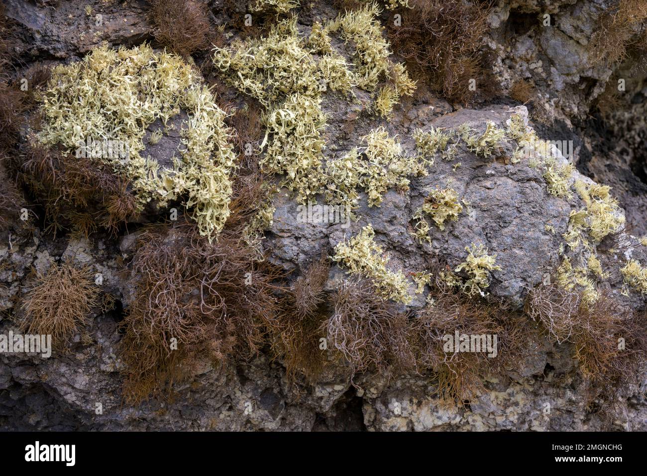 Orchilla lichen (Roccella canariensis) and Ramalina on the island of ...