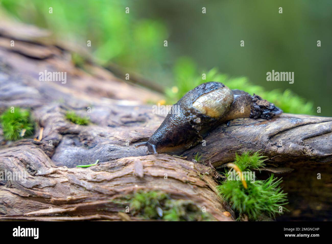 Snail slug (Plutonia lamarckii) in the Anaga massif, Tenerife. Very ...
