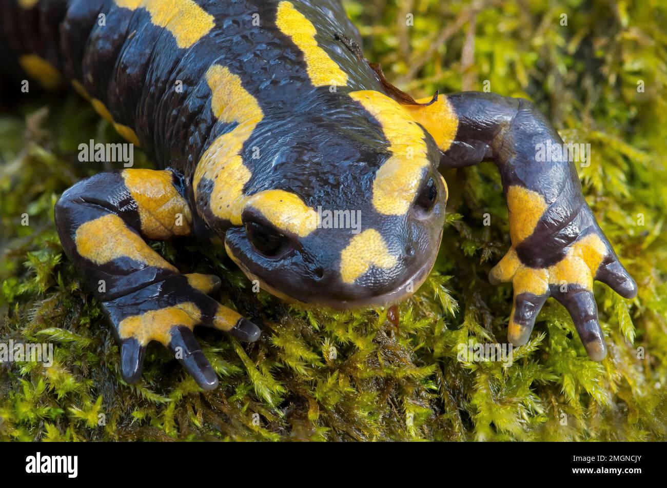 Portrait of Barred Fire Salamander (Salamandra salamandra terrestris ...