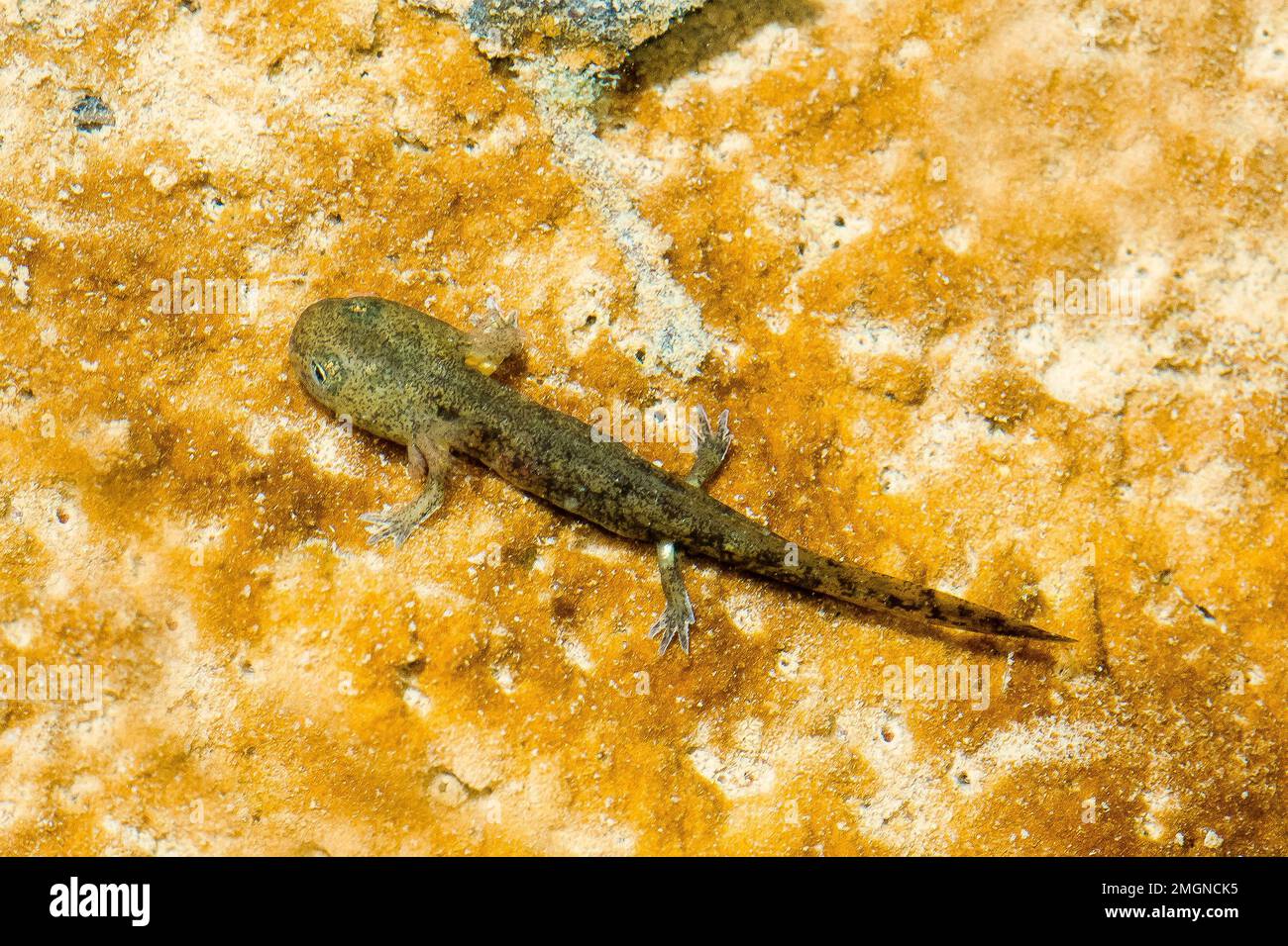 Barred Fire Salamander (Salamandra salamandra terrestris), larva in a ...