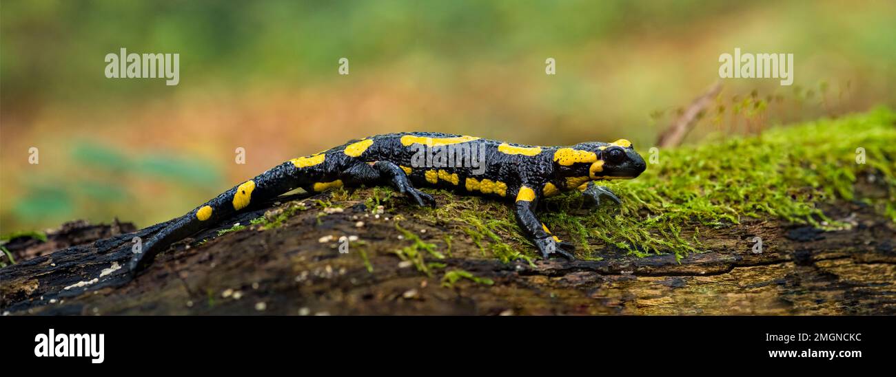 Barred Fire Salamander (Salamandra salamandra terrestris) on moss ...