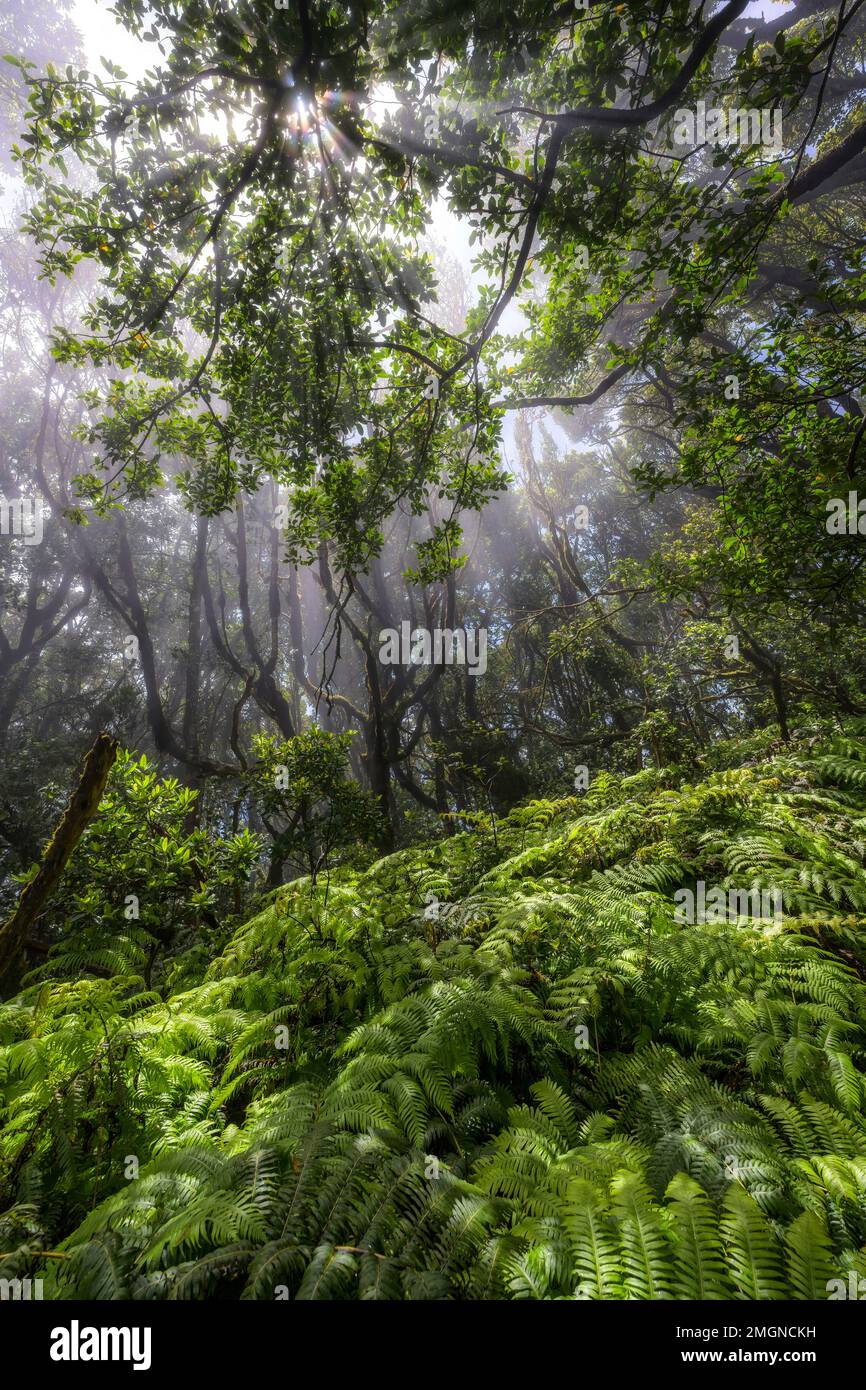 Laurisylve in the Anaga Massif, Tenerife, Pijara fern (Woodwardia ...