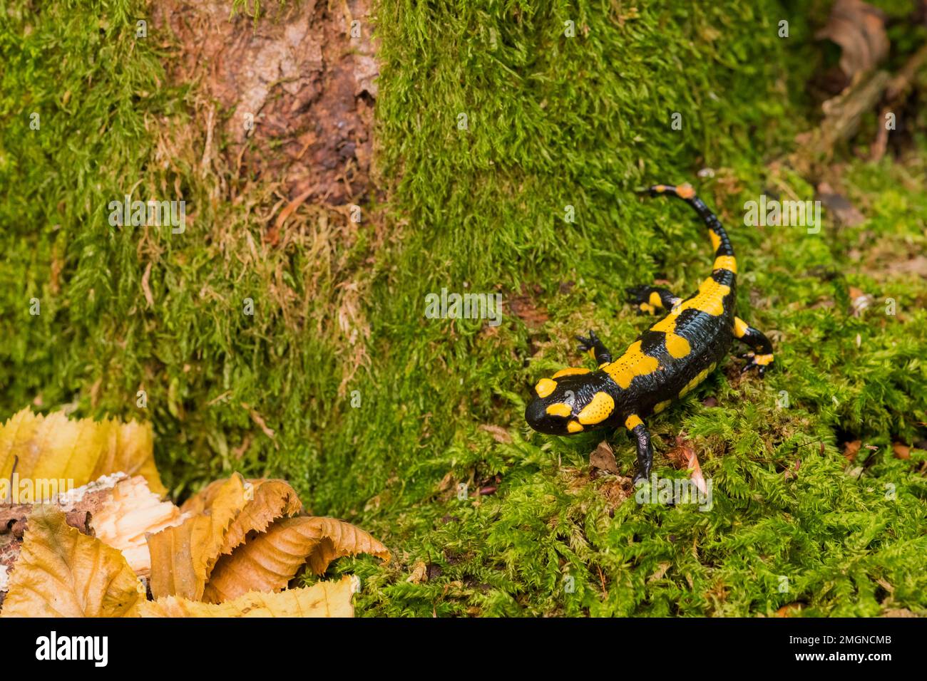 Barred Fire Salamander (Salamandra salamandra terrestris) young on moss ...