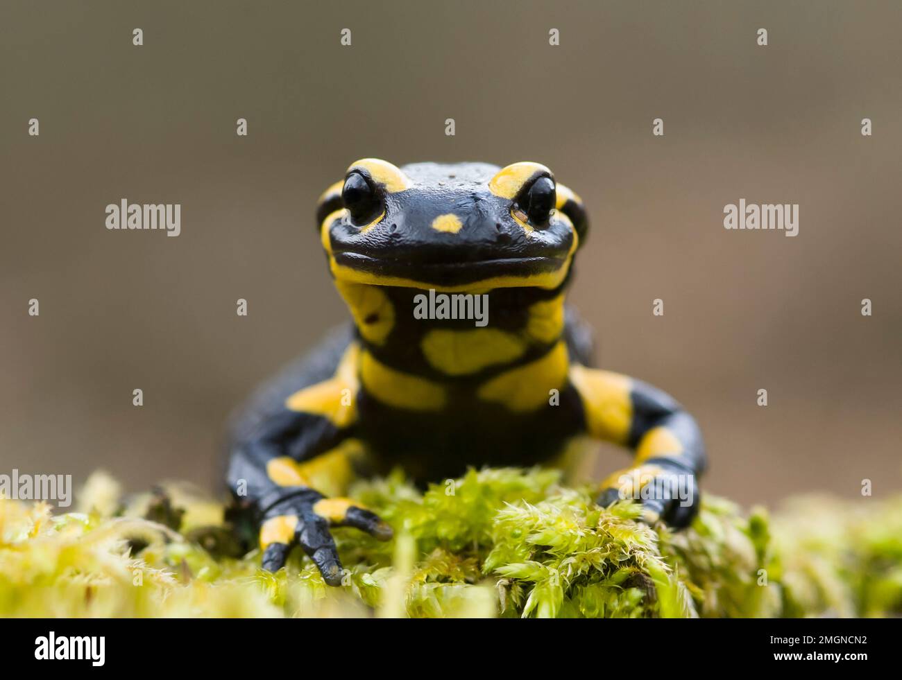 Portrait of Barred Fire Salamander (Salamandra salamandra terrestris ...