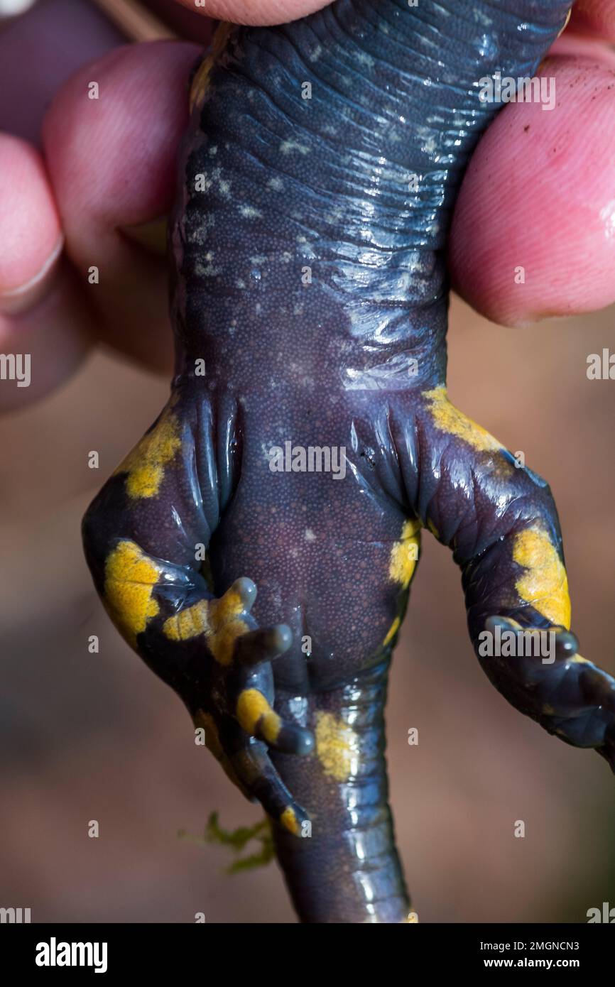 Barred Fire Salamander (Salamandra salamandra terrestris), male cloaca ...
