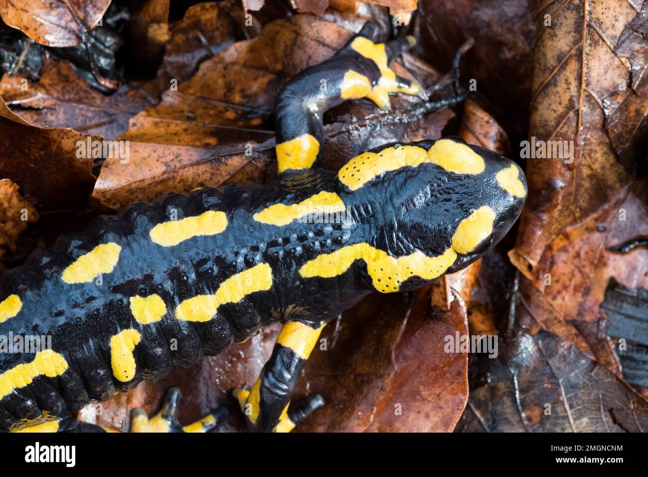 Barred Fire Salamander (Salamandra salamandra terrestris), on dead ...