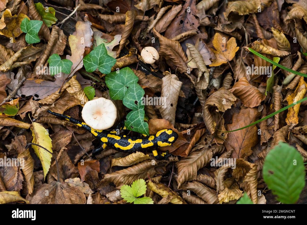 Barred Fire Salamander (Salamandra salamandra terrestris) and mushroom ...