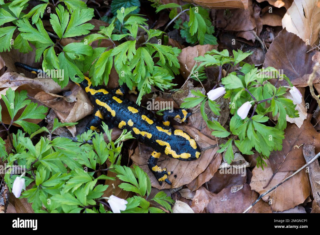 Barred Fire Salamander (Salamandra salamandra terrestris), on dead ...