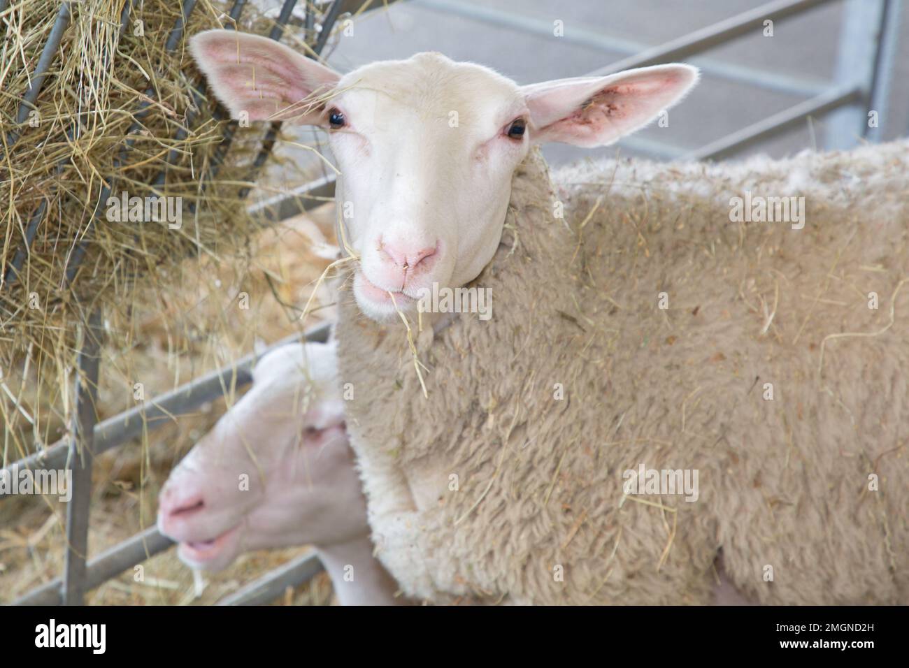 Herding Sheep in the stall fold Stock Photo - Alamy