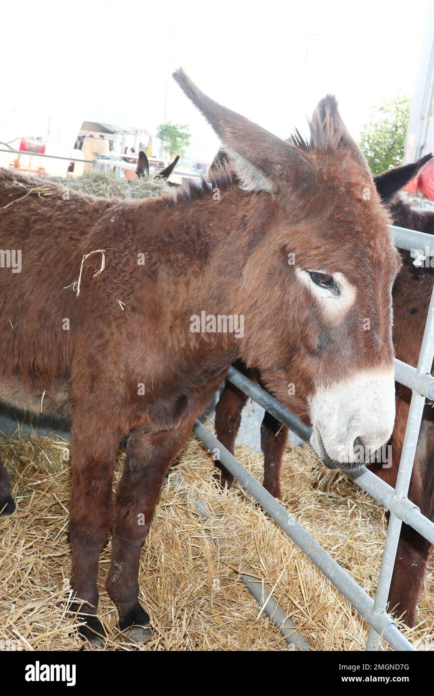 Portrait of brown donkey on farm Stock Photo - Alamy
