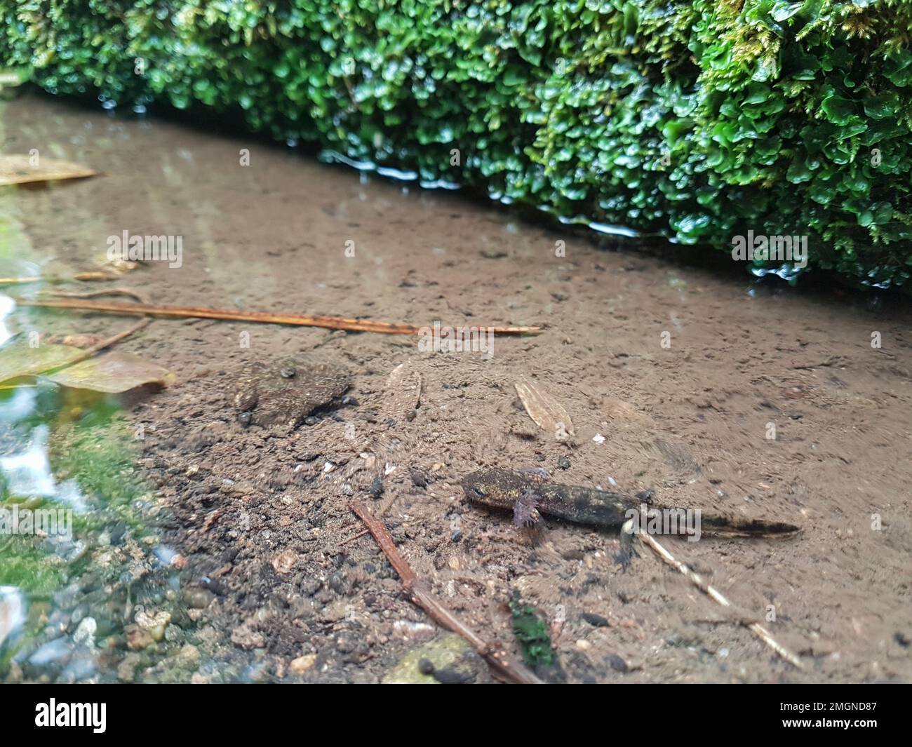 Barred Fire Salamander (Salamandra salamandra terrestris), larva in a ...