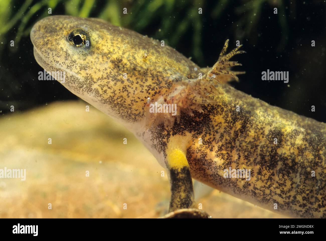 Barred Fire Salamander (Salamandra salamandra terrestris) larva in ...