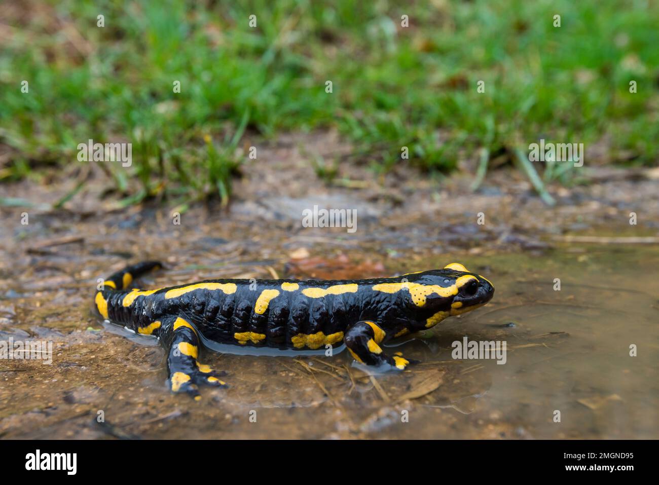 Barred Fire Salamander (Salamandra salamandra terrestris), in a puddle ...