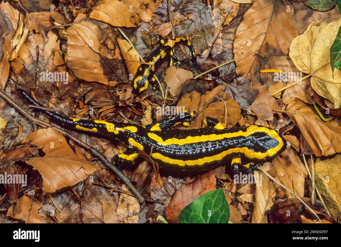 Barred Fire Salamander (Salamandra salamandra terrestris) adult and ...