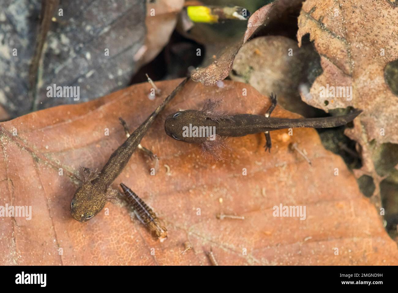 Barred Fire Salamander (Salamandra salamandra terrestris) larva in ...