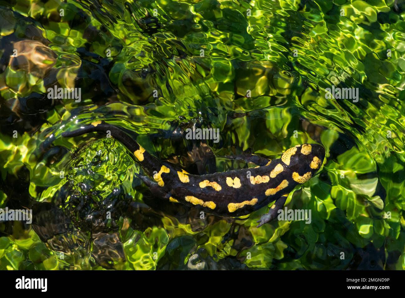 Barred Fire Salamander (Salamandra salamandra terrestris), swiming in ...