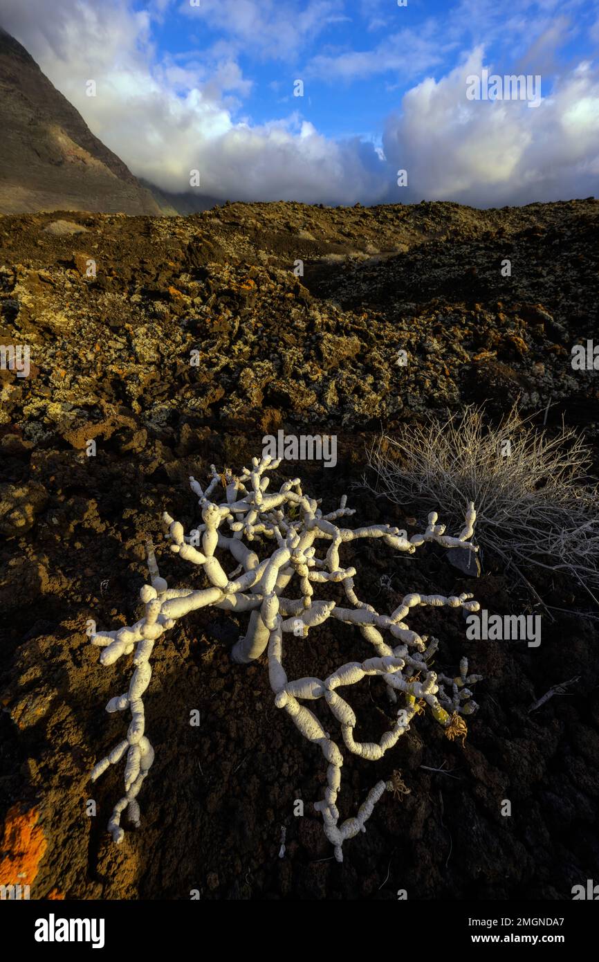 Berode in a basalt flow on the island of El Herrio, Canary Islands. A ...