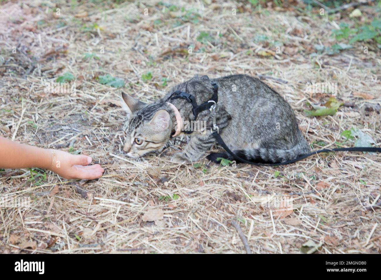 little kitten on a leash with the hand of a girl Stock Photo - Alamy