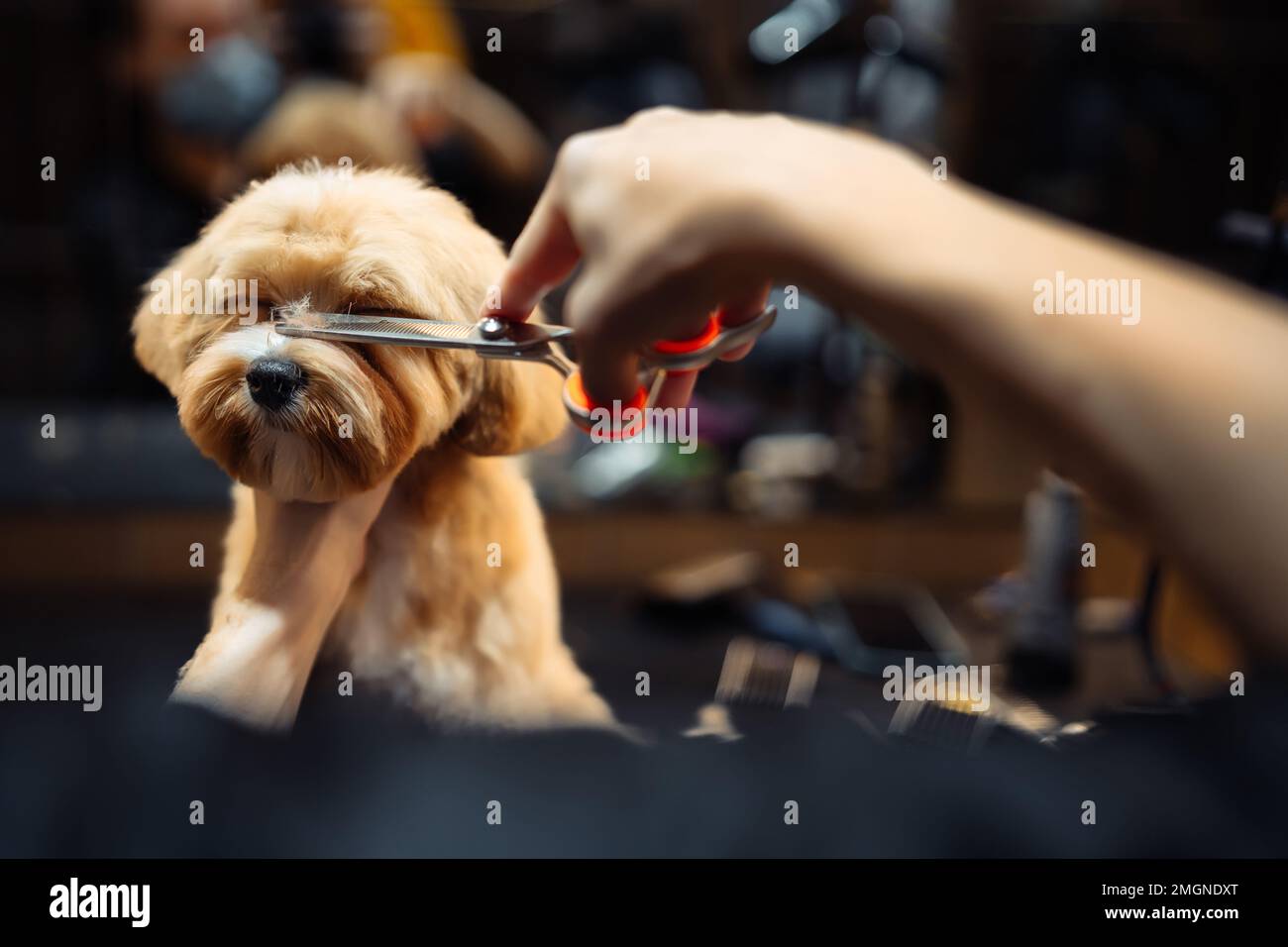 Puppy cuts hi-res stock photography and images - Alamy