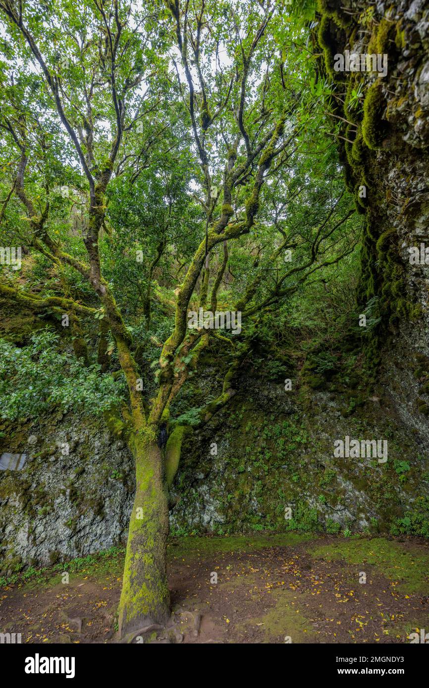 The famous Garoe or Holy Tree, on the island of El Hierro, in the ...